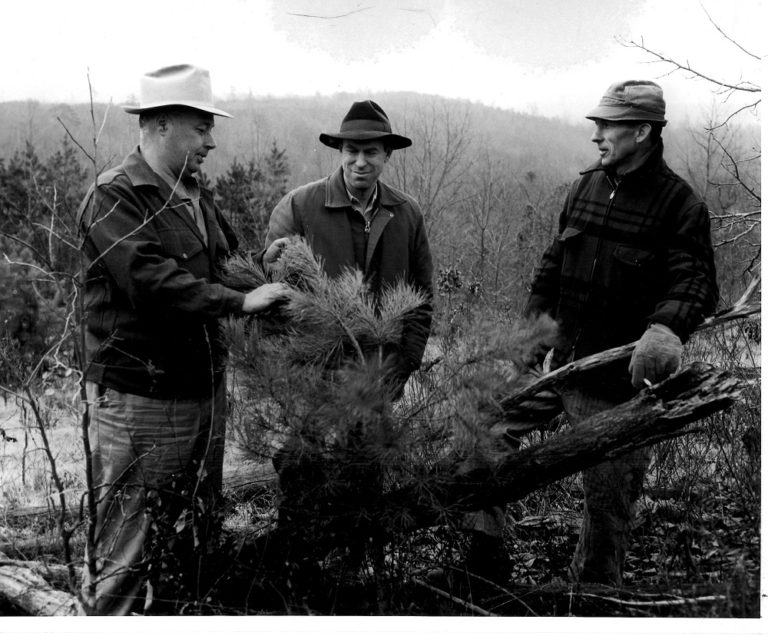 Pioneer Forest – The L-A-D Foundation